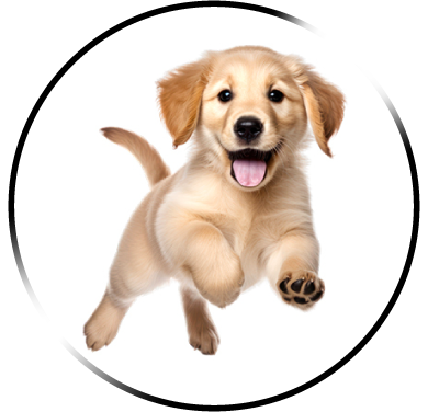 DOG – Pet Master